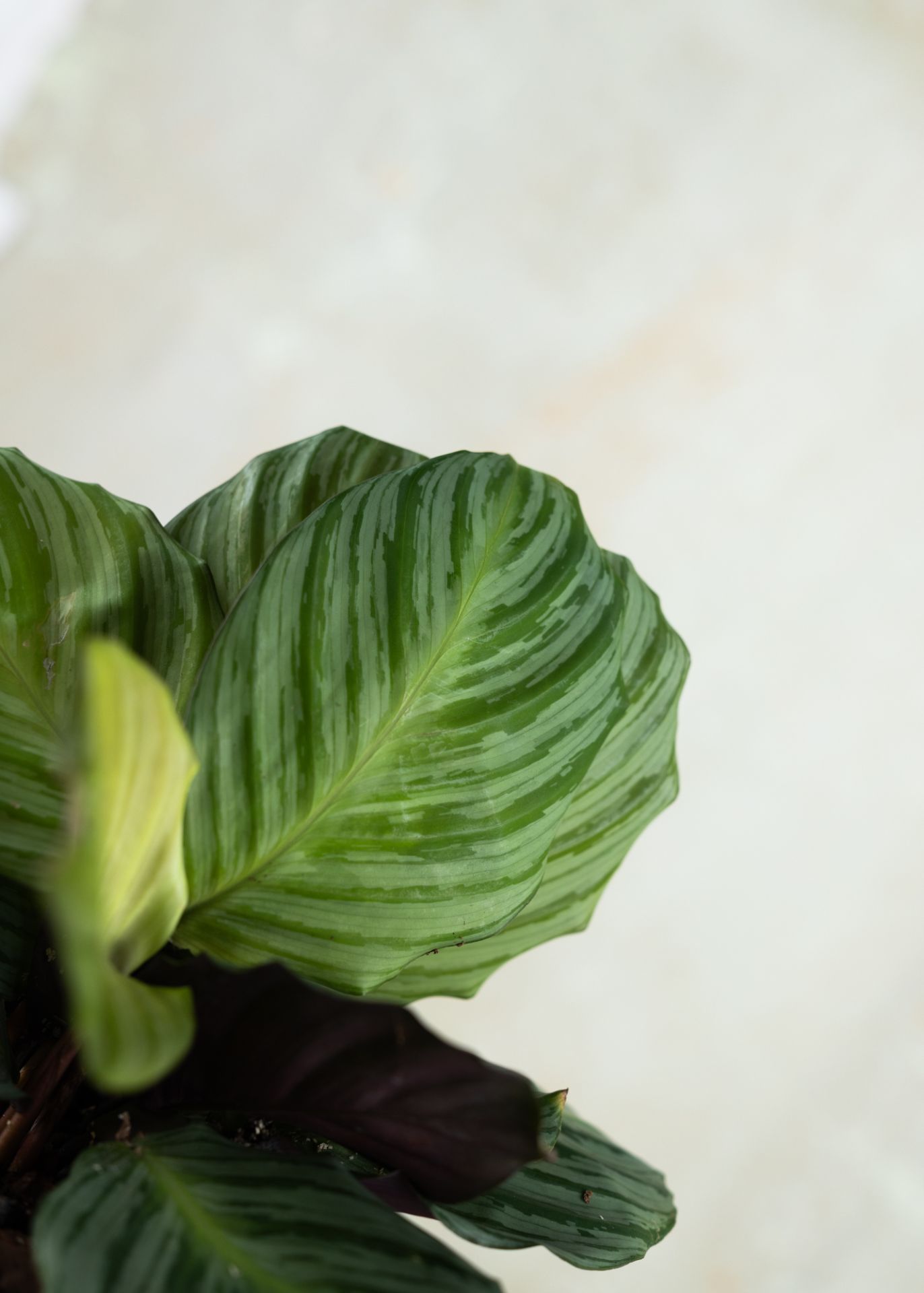 Calathea fucata ‘Yacuambi’ kaufen – seltene Goeppertia Rarität | planty ...