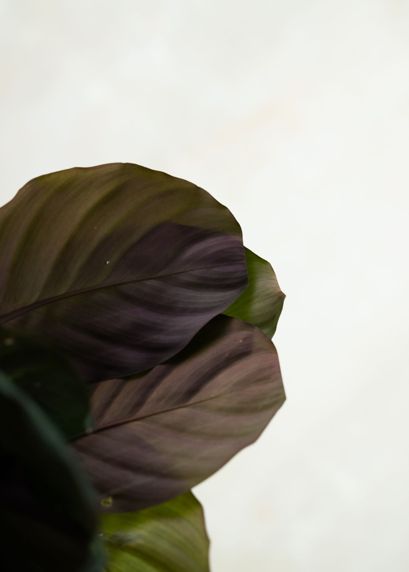 Calathea fucata ‘Yacuambi’ kaufen – seltene Goeppertia Rarität | planty ...